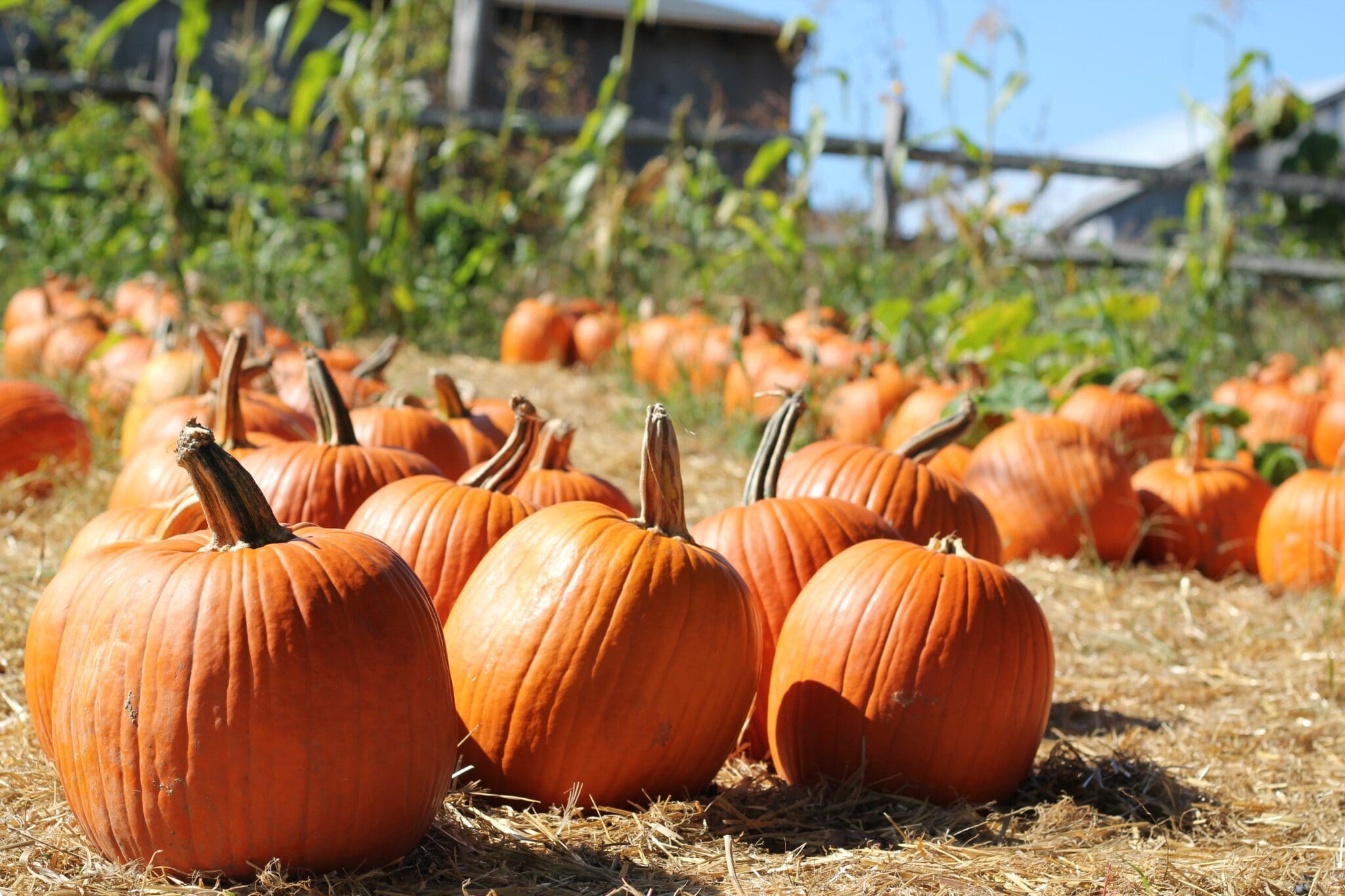 ILAC Fun Fall Farm Day | ILAC